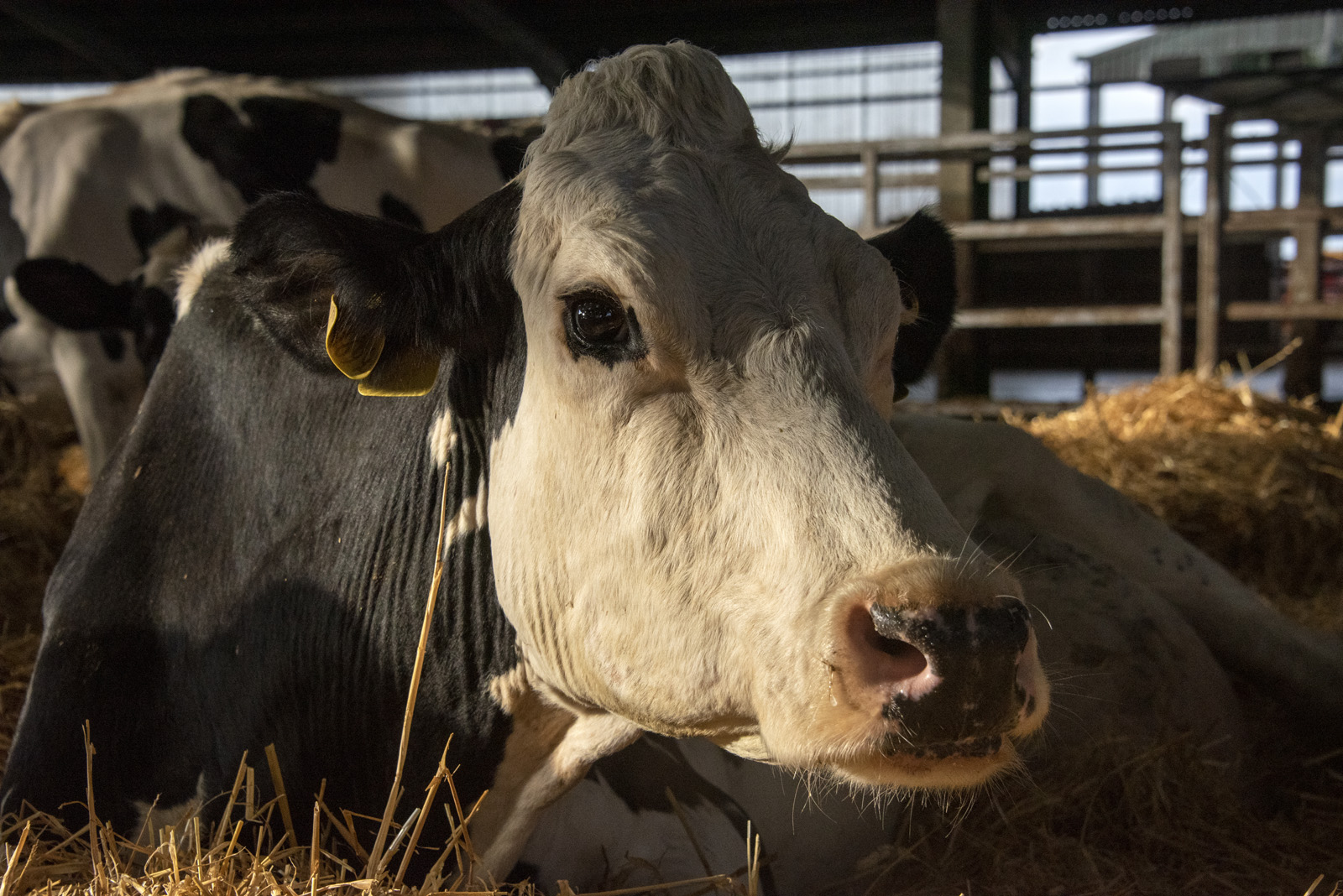 Cow – CULTURE AUX TROUSSES